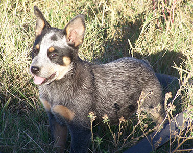 Texas Blue Heelers // AKC Registered Blue Heeler Puppies // Waller ...