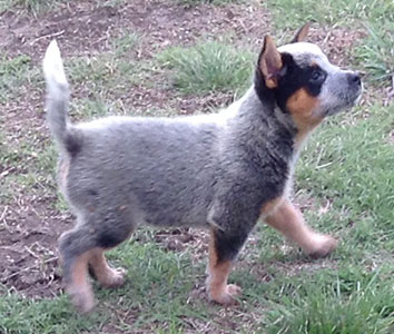 Texas Blue Heelers // AKC Registered Blue Heeler Puppies // Waller ...